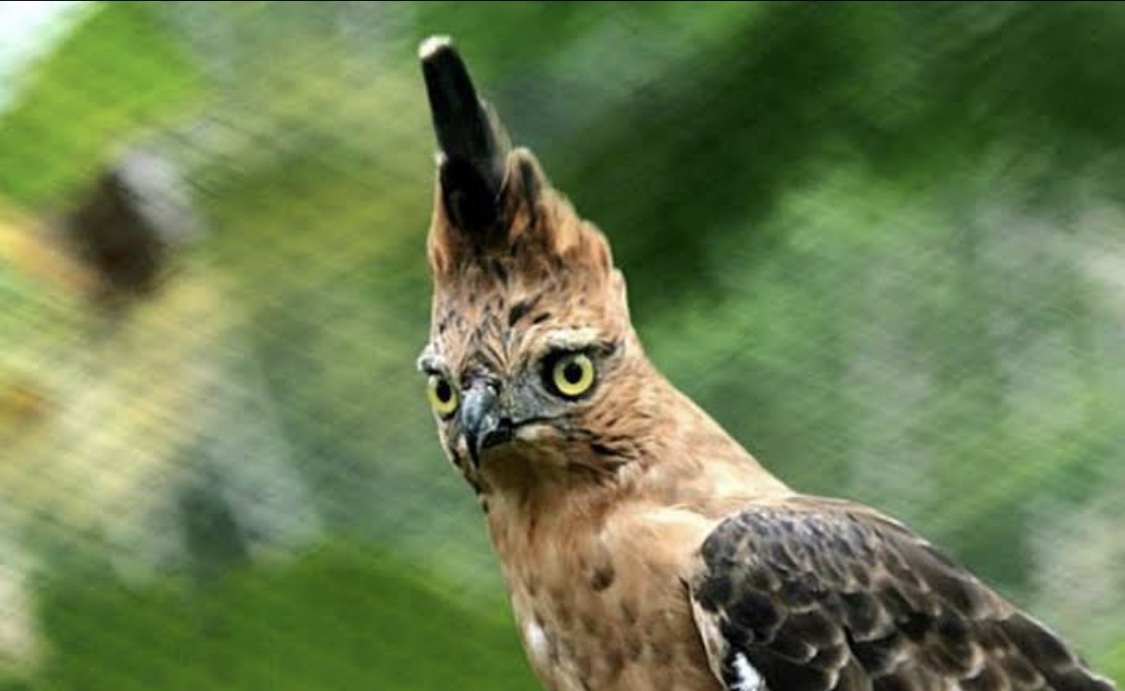 Elang Jawa Di Hutan Merapi Terpantau Tinggal Enam Ekor - BorobudurNews