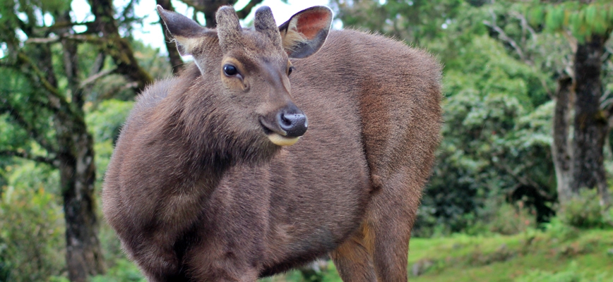 Inilah Hewan Rusa Terbesar di Indonesia - BorobudurNews