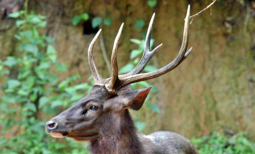 Inilah Hewan Rusa Terbesar di Indonesia - BorobudurNews