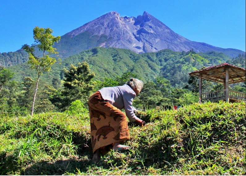 Pencari Rumput Lereng Merapi Sering Masuki Zona Merah - BorobudurNews