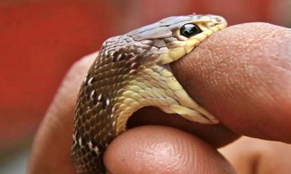 PENTING !! 5 Langkah Pertolongan Pertama Karena Digigit Ular Berbisa ...