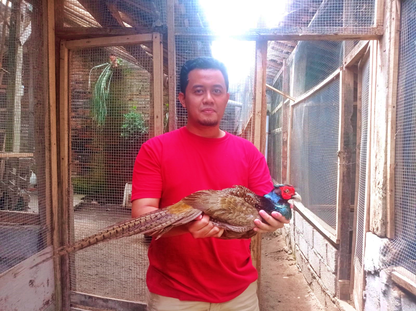 KEREN !!! Pemuda Magelang Ini Budidaya Unggas Hias Bernilai Puluhan ...