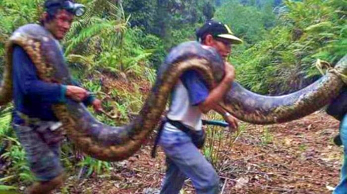 HEBOH !! Warga Temukan Ular Piton Panjang 7 Meter Dengan Berat 135 Kg ...