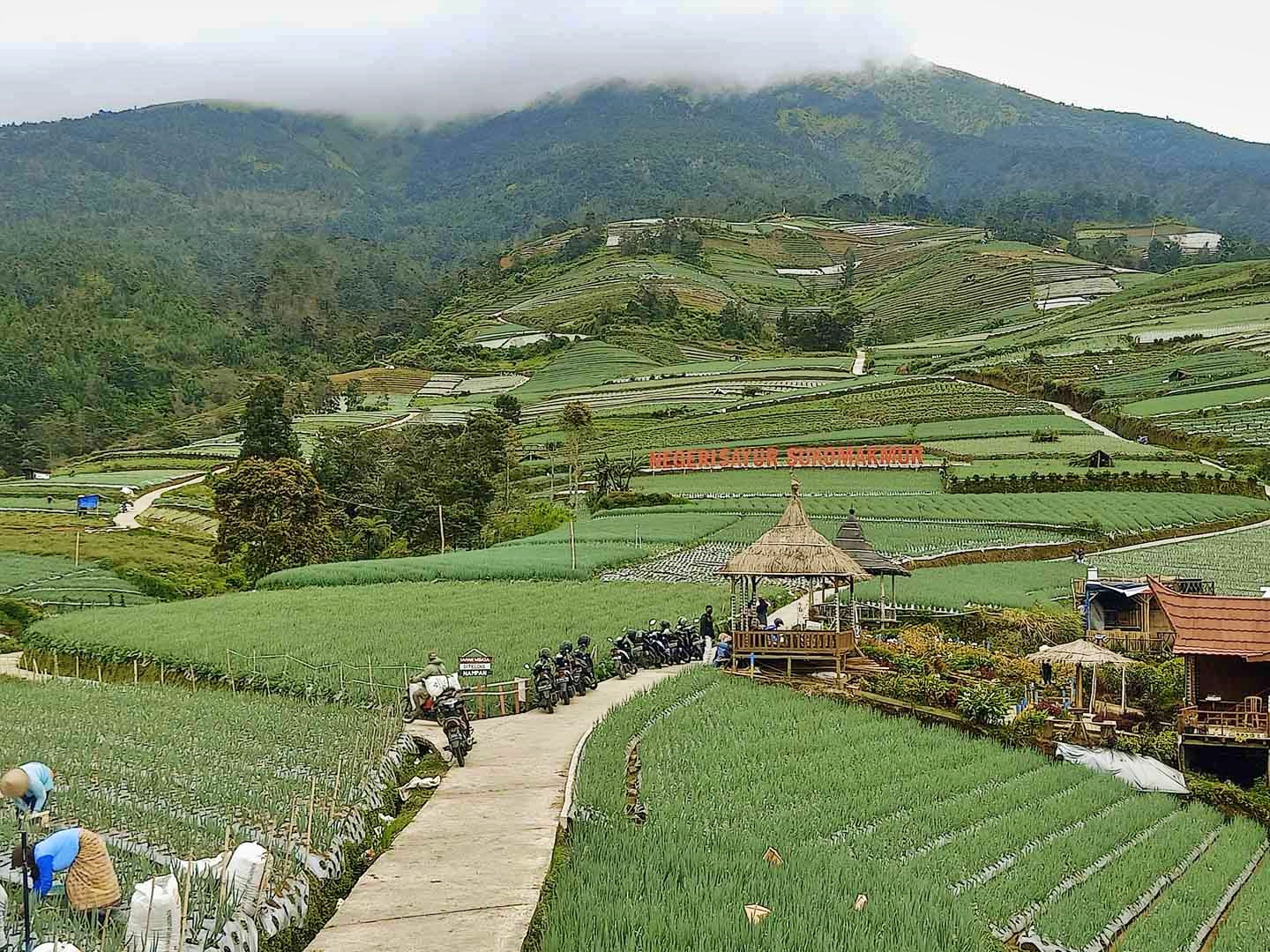 Negeri Sayur Sukomakmur Magelang, Jadi Tempat Wisata Instagramable ...