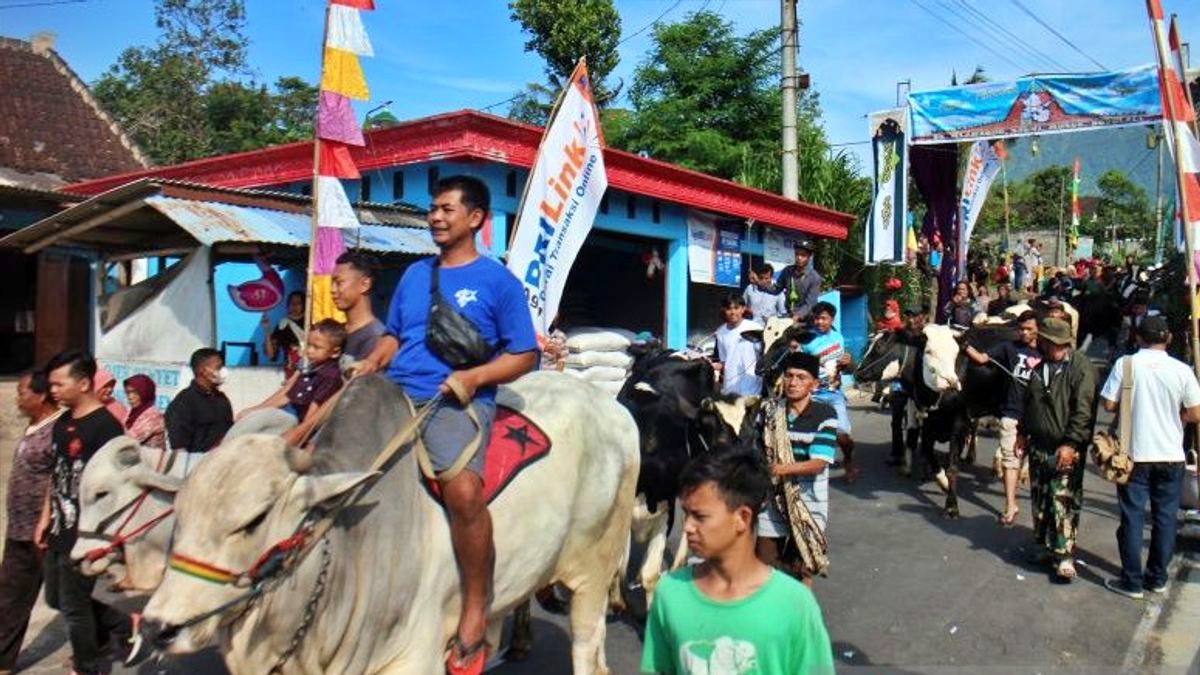 Syawalan di Lereng Merapi, Ratusan Ekor Sapi Diarak Keliling Kampung - BorobudurNews